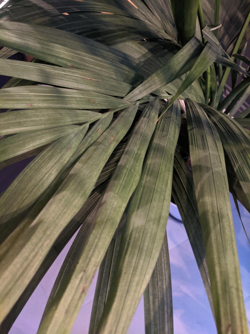 Kentia palm pale mottled leaves in the Ask a Question forum - Garden.org