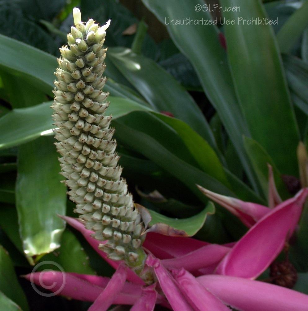 Bromeliad (Aechmea mariae-reginae) - Garden.org