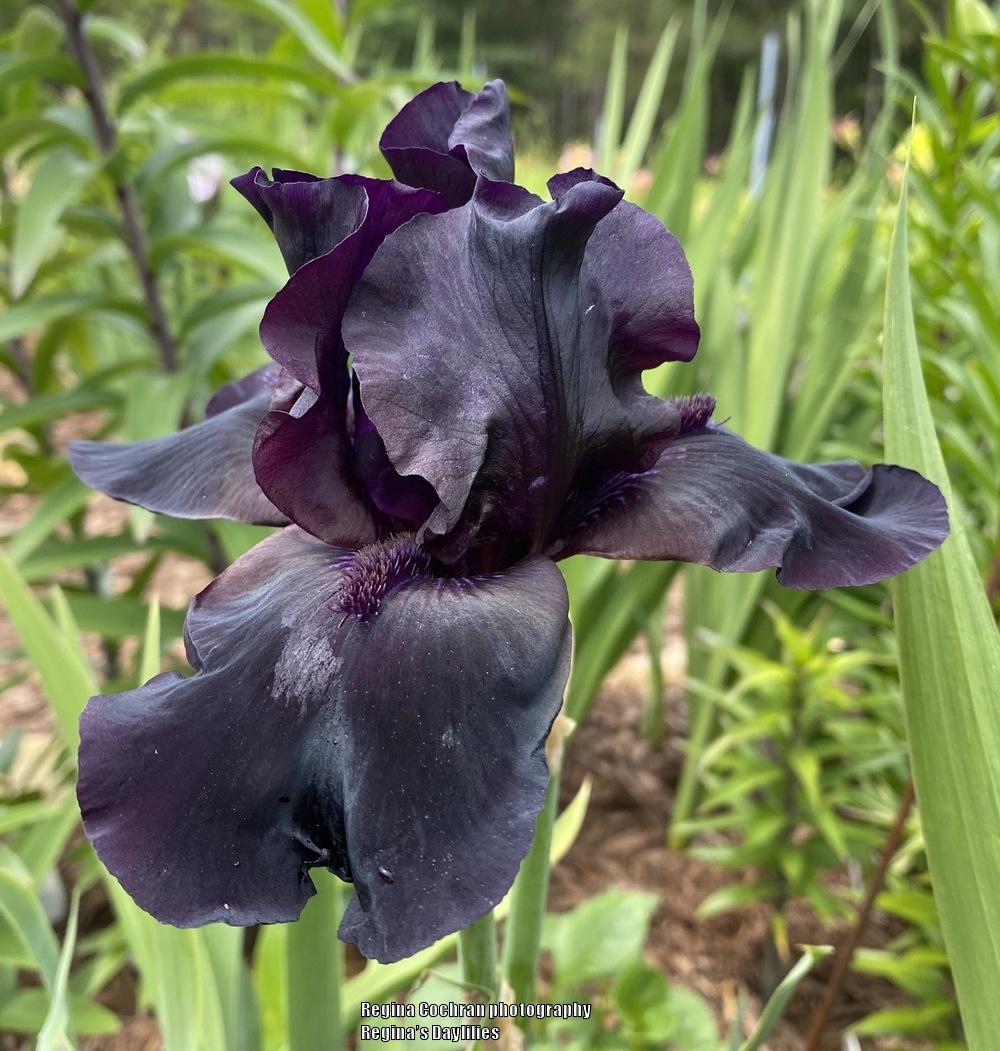 Tall Bearded Iris (Iris 'Back in Black') in the Irises Database ...