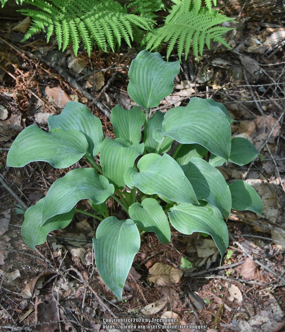 Hosta 'She's a Lady' in the Hostas Database - Garden.org