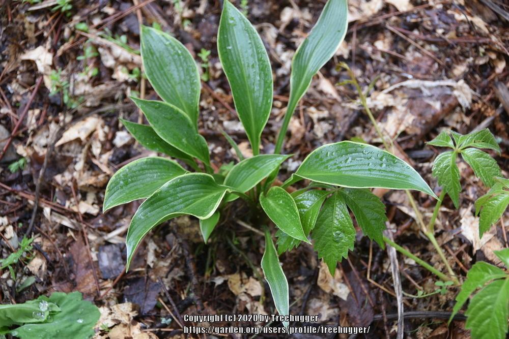 Hosta 'Silver Shadow' in the Hostas Database - Garden.org