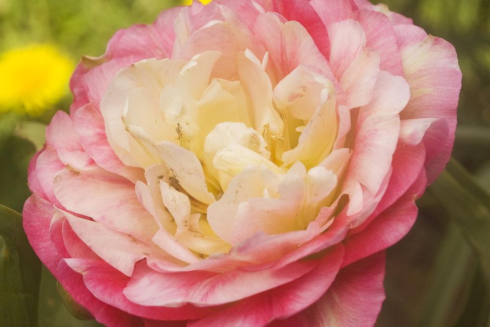 Double Late Tulip (Tulipa 'Double Sugar') in the Tulips Database ...