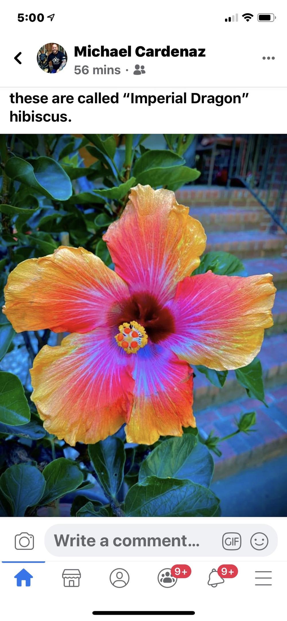 Imperial dragon hibiscus in the Ask a Question forum - Garden.org