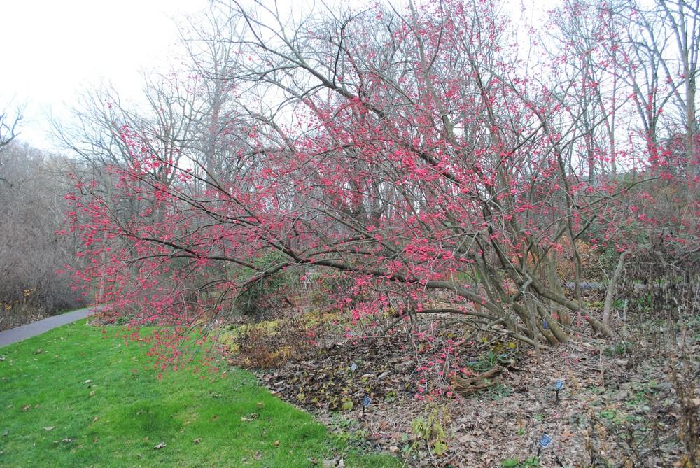 Photo of the fruit of Eastern Wahoo (Euonymus atropurpureus) posted by ...