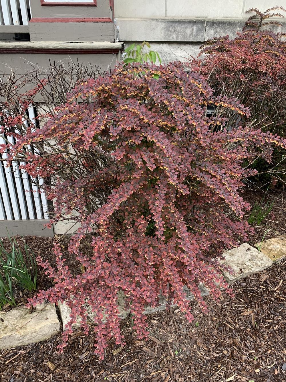 Need help ID this flowering red bush! in the Plant ID forum - Garden.org