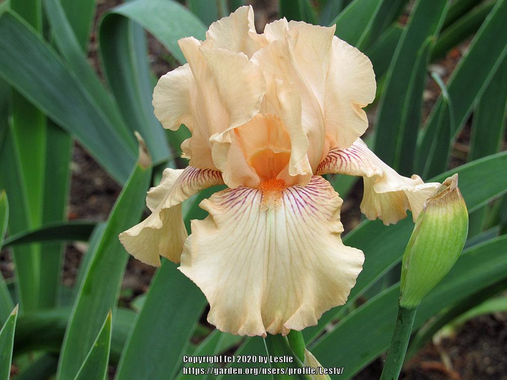 Tall Bearded Iris (Iris 'Perfect Pout') in the Irises Database - Garden.org