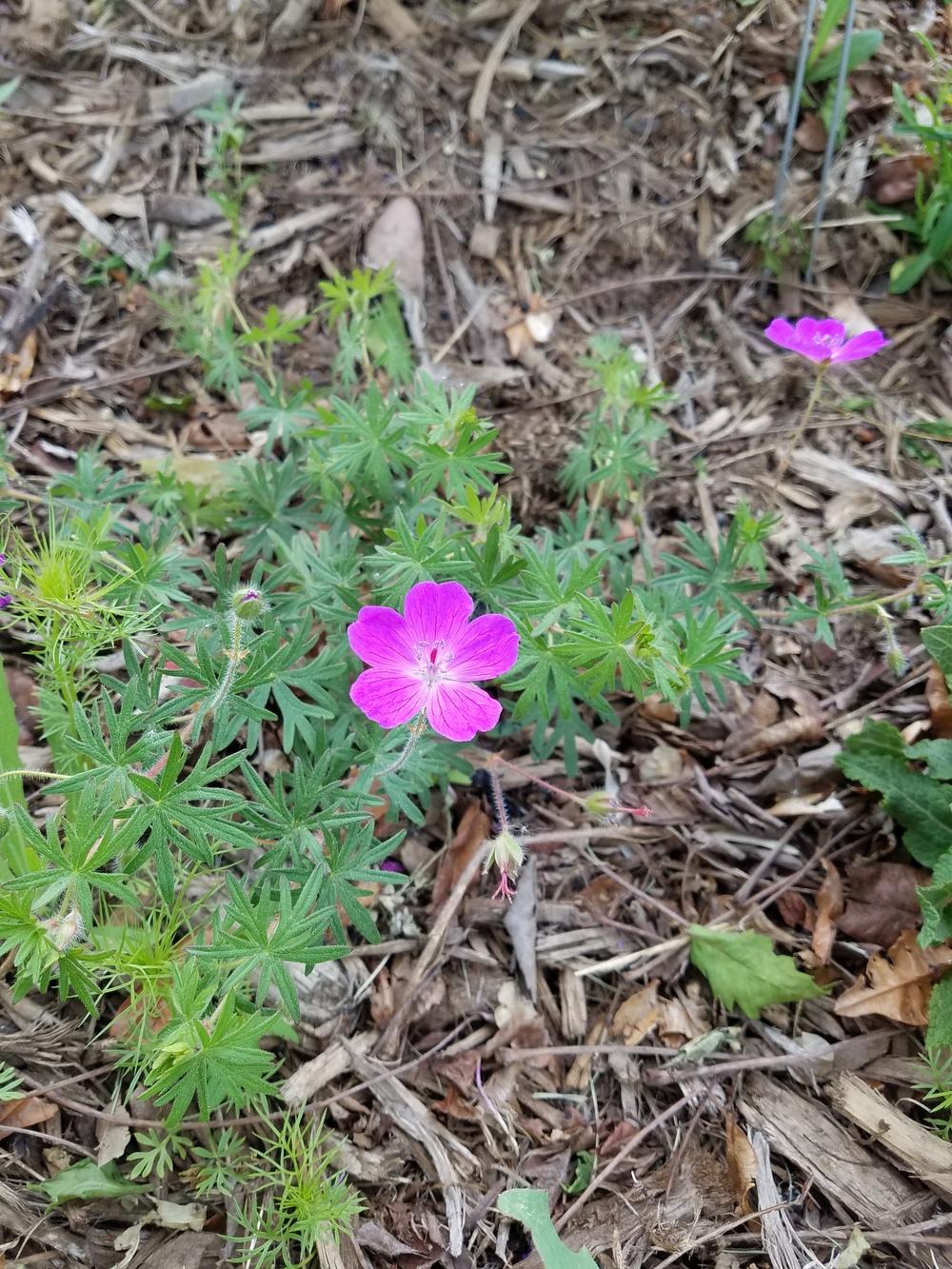 Bloody Cranesbill (Geranium sanguineum 'Vision Violet') in the ...