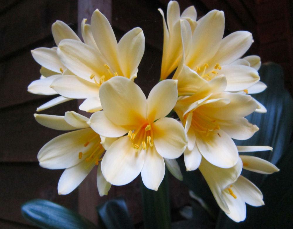 Clivia Lily (Clivia miniata 'Solomone Yellow') in the Clivias Database ...