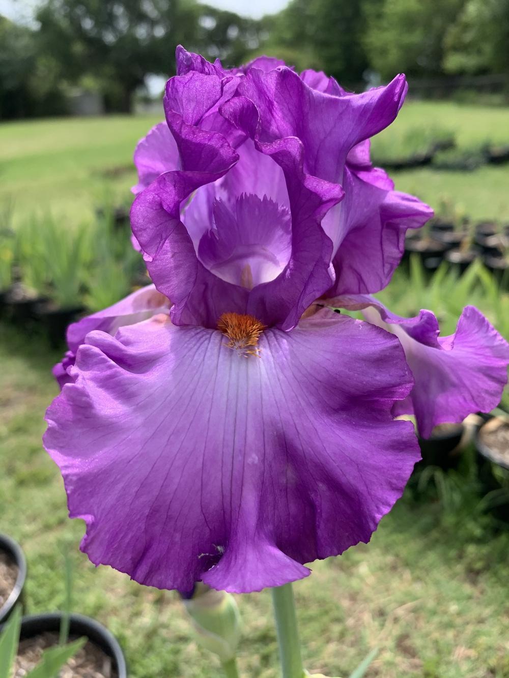 Tall Bearded Iris (Iris 'Bishop's Cloak') in the Irises Database ...
