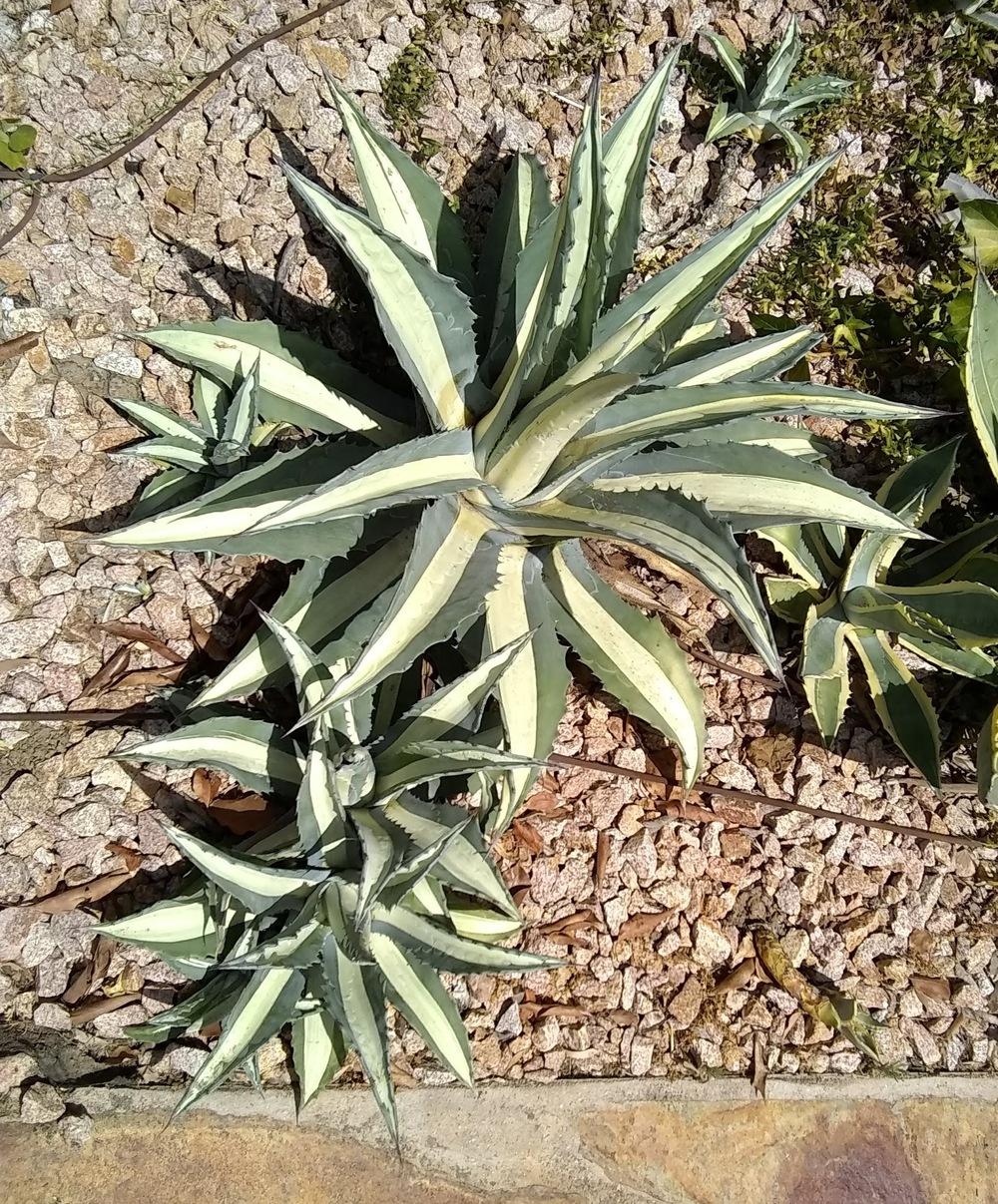 White-striped American Agave (Agave americana 'Mediopicta Alba') in the ...