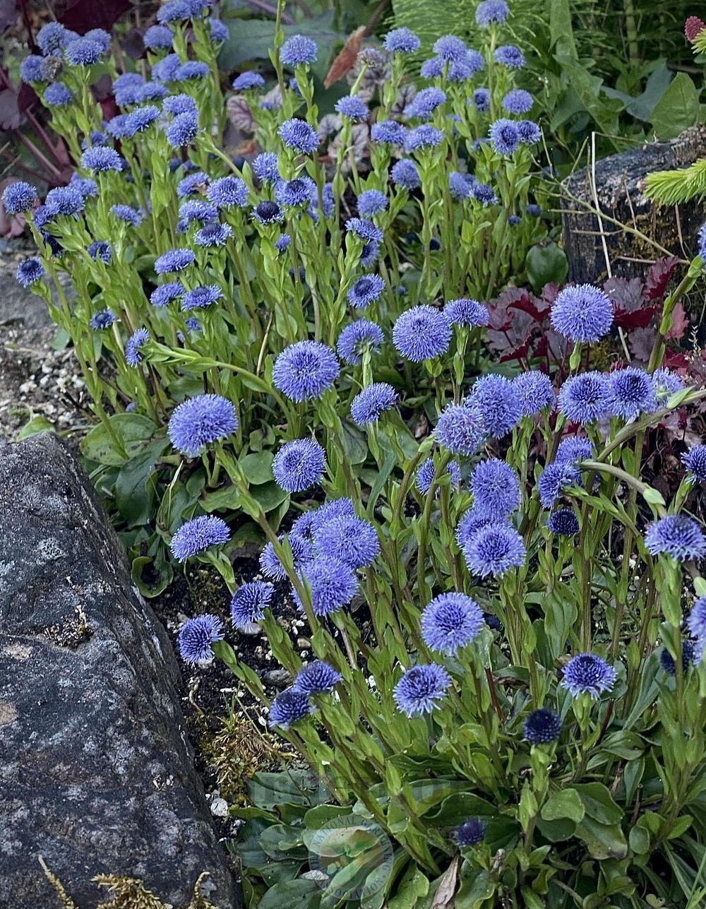 Globularia valentina - Garden.org