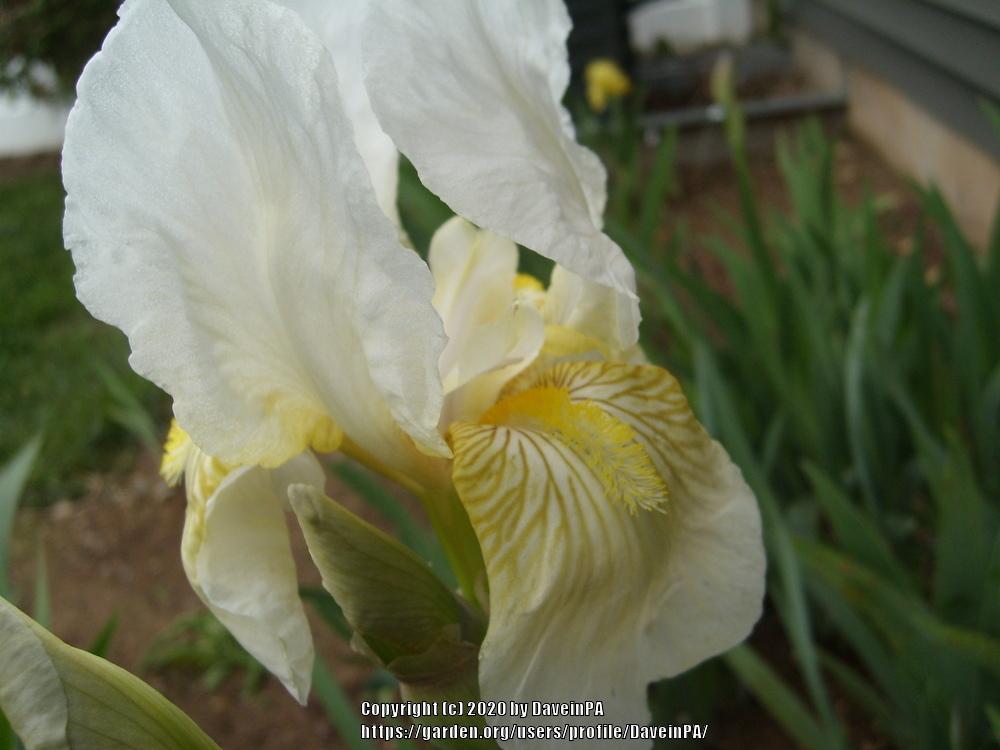 Tall Bearded Iris (Iris 'Polar King') in the Irises Database - Garden.org