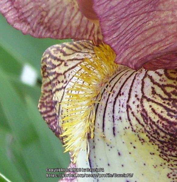 Tall Bearded Iris (Iris 'Raspberry Ribbon') in the Irises Database ...