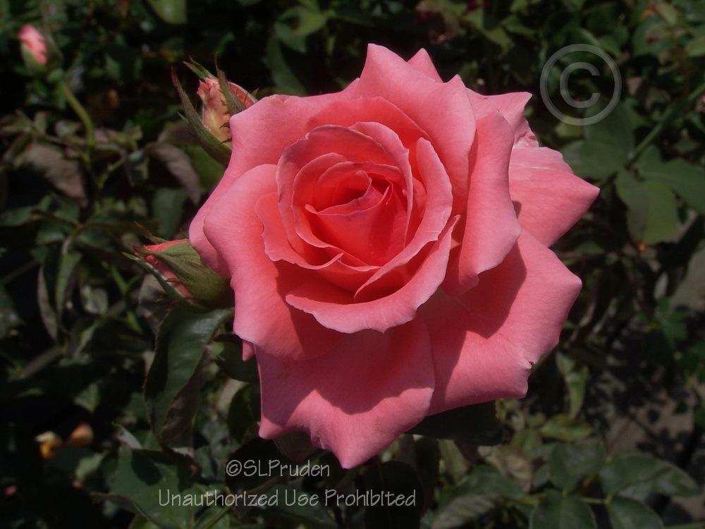 Photo of the bloom of Rose (Rosa 'America') posted by DaylilySLP ...