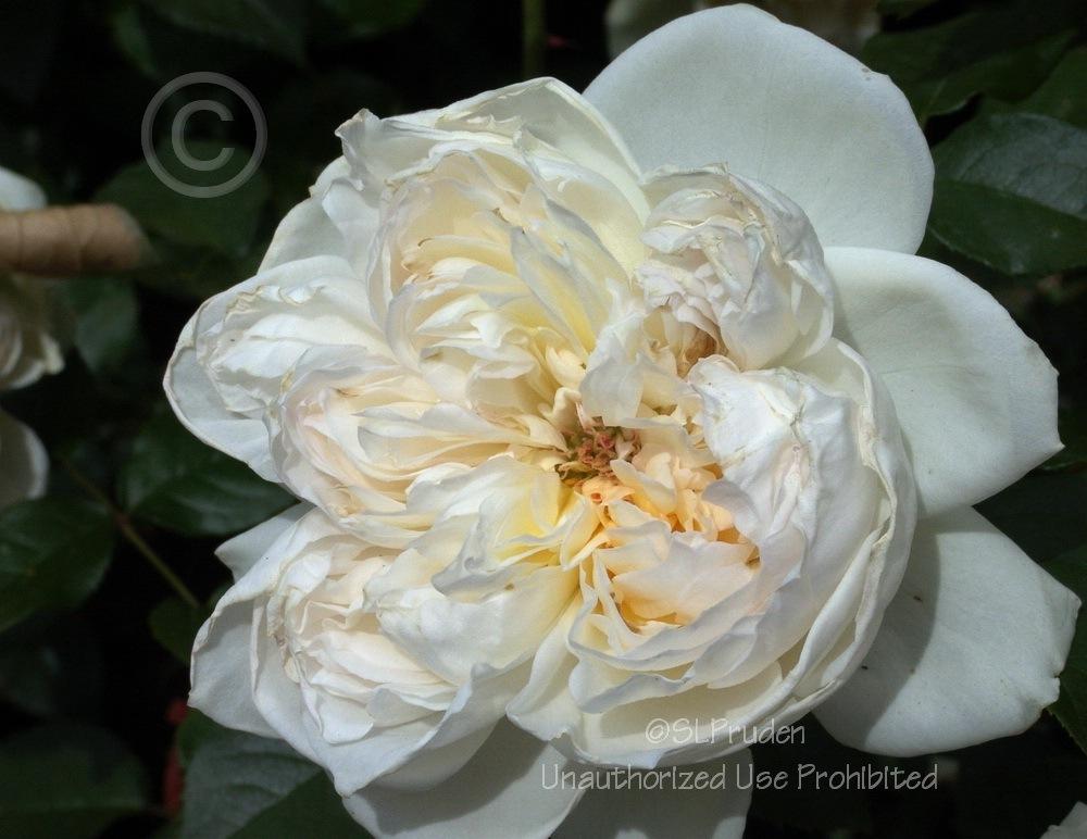 Photo of the bloom of Rose (Rosa 'Bolero 2004') posted by DaylilySLP ...