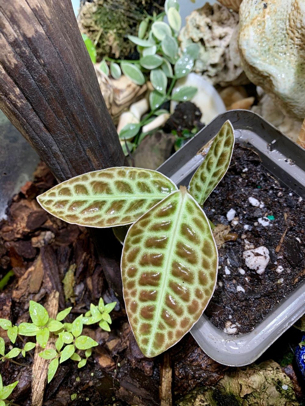 Ardisia 'Turtle Back' - Garden.org