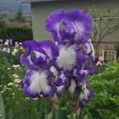 Tall Bearded Iris (Iris 'Rococo') in the Irises Database - Garden.org