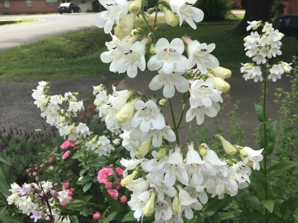 Penstemons: Plant Care and Collection of Varieties - Garden.org