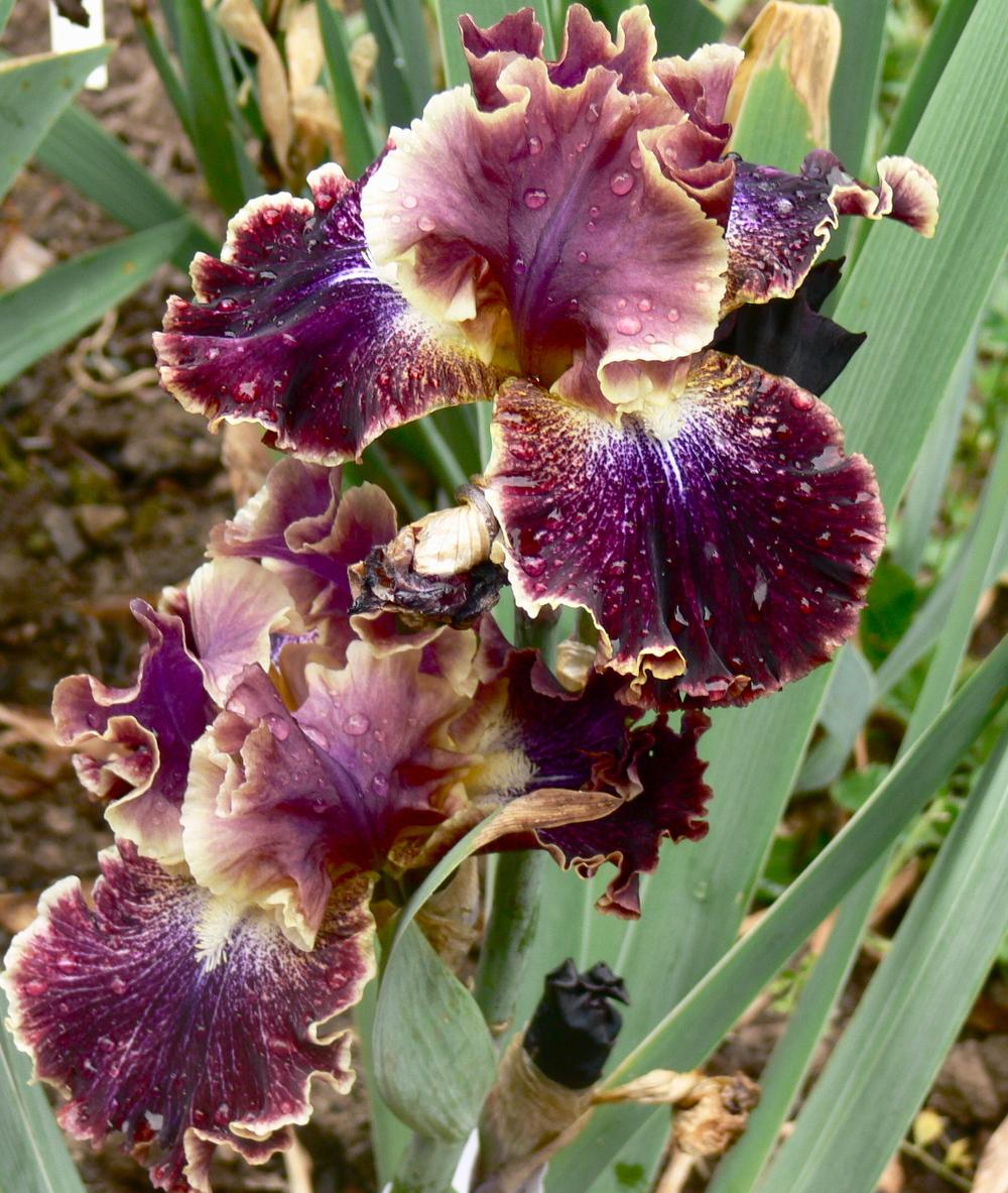 Photo of the bloom of Tall Bearded Iris (Iris 'Exploding Galaxy ...