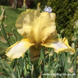 Tall Bearded Iris (Iris 'Matrix') in the Irises Database - Garden.org