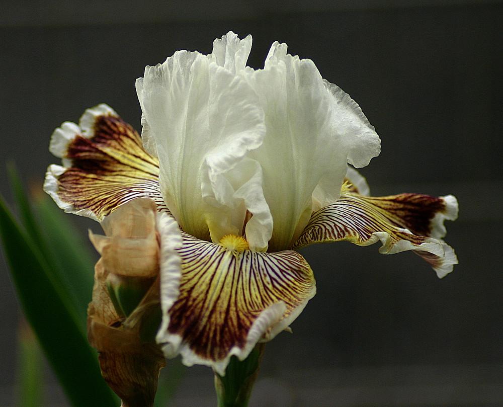 Photo of the bloom of Tall Bearded Iris (Iris 'Spring Madness') posted ...