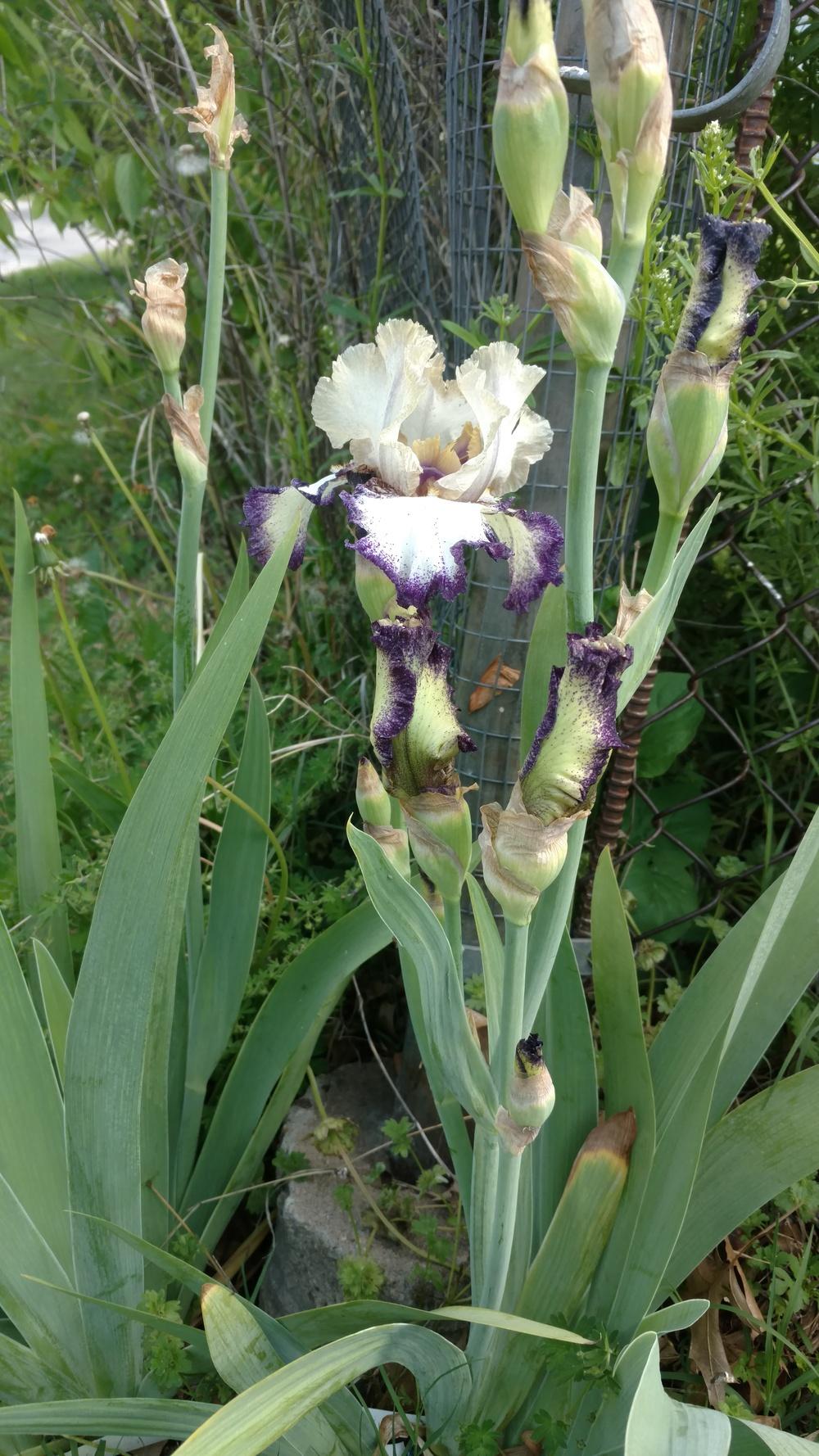 Photo of the stem, scape, stalk or bark of Tall Bearded Iris (Iris ...