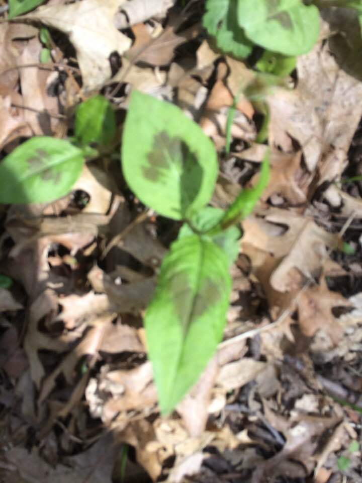 Minnesota/Wisconsin wild plant ID? in the Plant ID forum - Garden.org