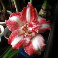 Amaryllis (Hippeastrum 'Rozetta') in the Amaryllis Database - Garden.org