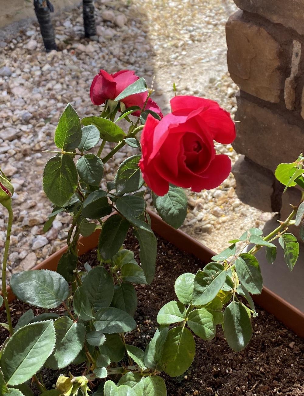 "Sport" Roses? in the Roses forum - Garden.org