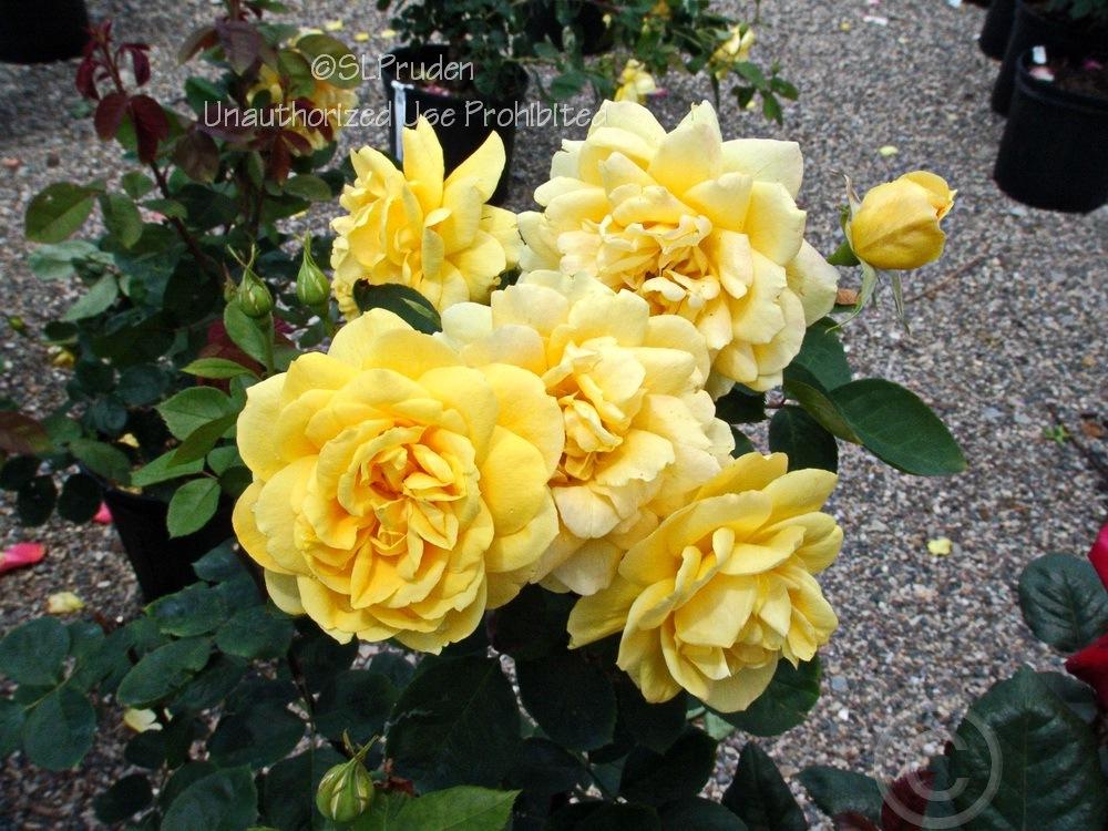 Photo of the entire plant of Rose (Rosa 'Ch-Ching!') posted by ...