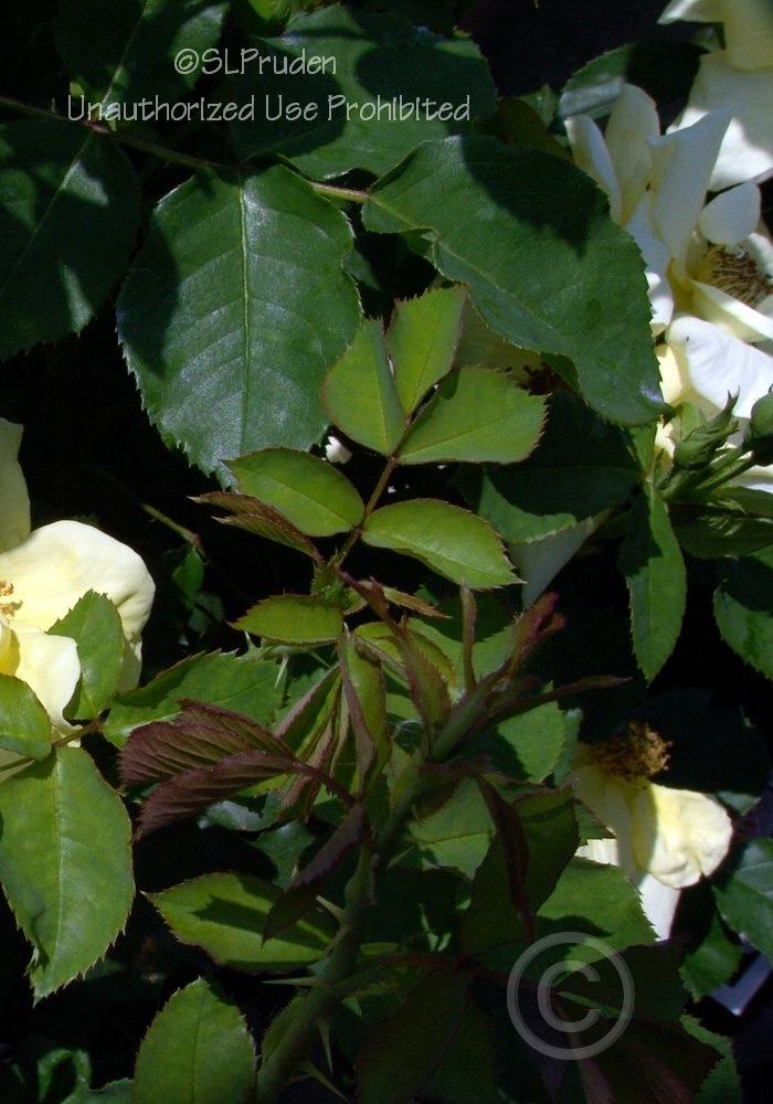 Rose (Rosa 'Carefree Sunshine, Cl.') in the Roses Database - Garden.org