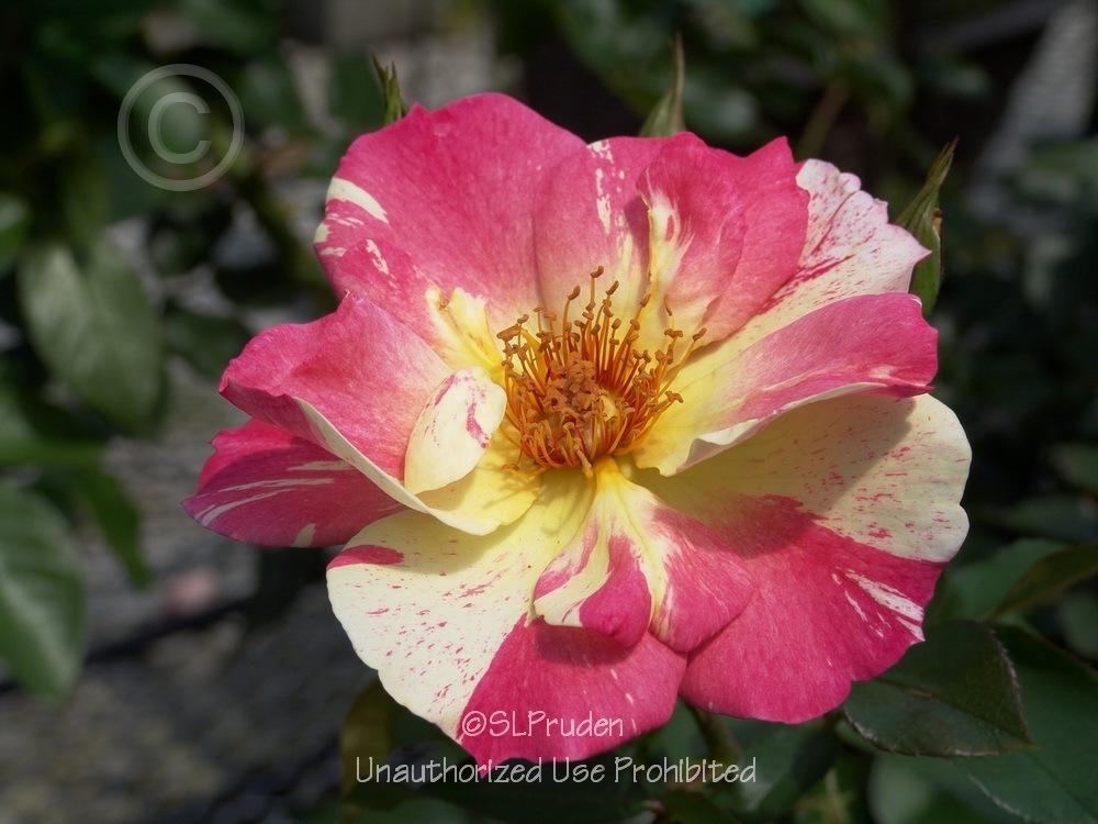 Rose (Rosa 'Citrus Burst') in the Roses Database - Garden.org