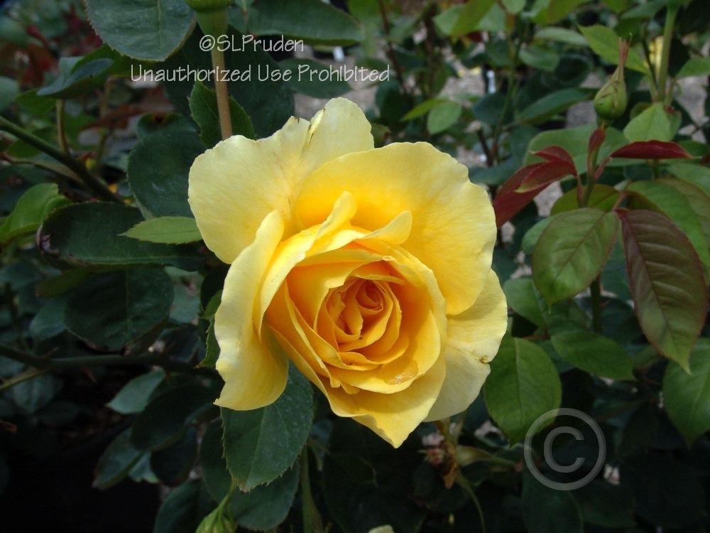 Photo of the bloom of Rose (Rosa 'Ch-Ching!') posted by DaylilySLP ...