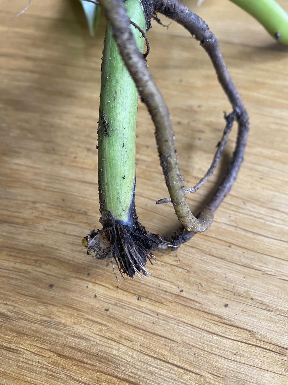 Monstera albo root rot in the Ask a Question forum - Garden.org