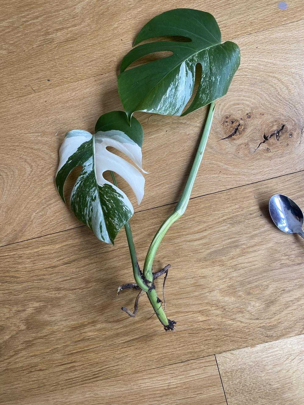 Monstera albo root rot in the Ask a Question forum - Garden.org