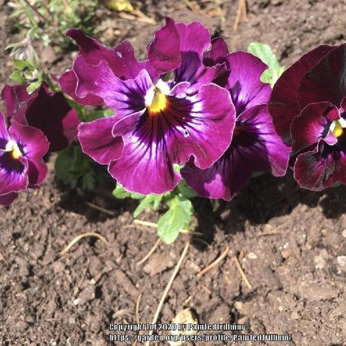 Violet (Viola cornuta 'Frizzle Sizzle Raspberry') in the Violas ...