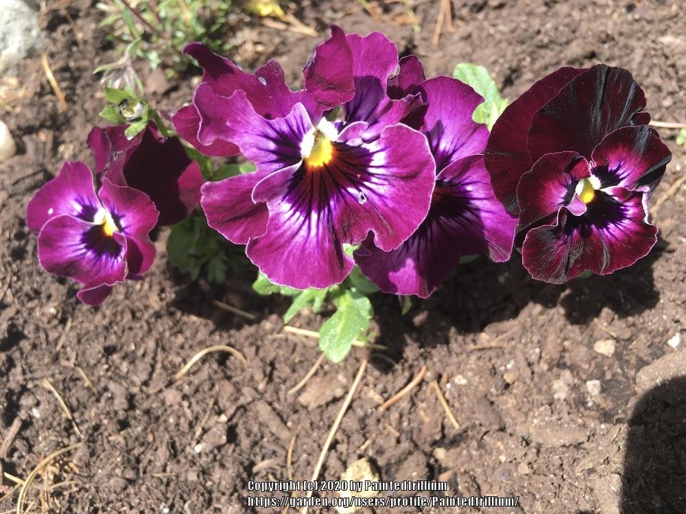 Violet (Viola cornuta 'Frizzle Sizzle Raspberry') in the Violas ...