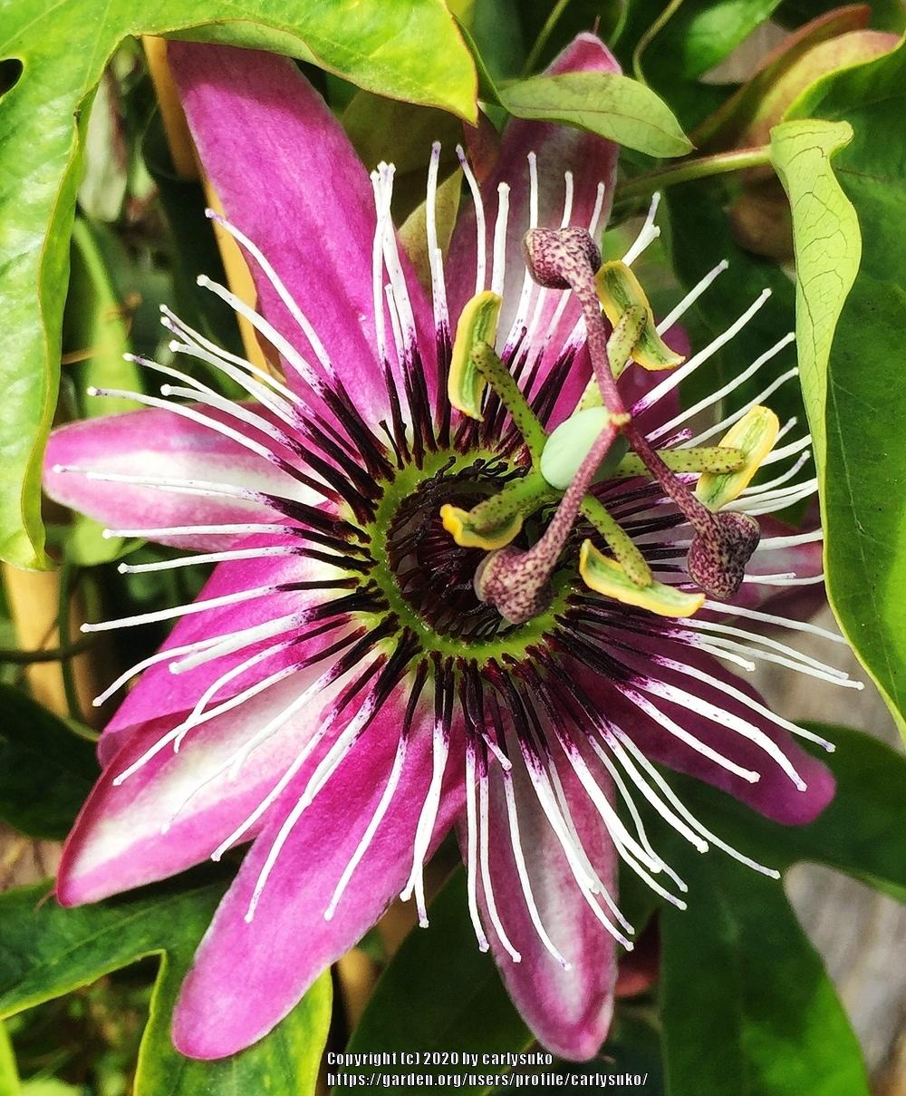 Passion Flower (Passiflora 'Victoria') - Garden.org