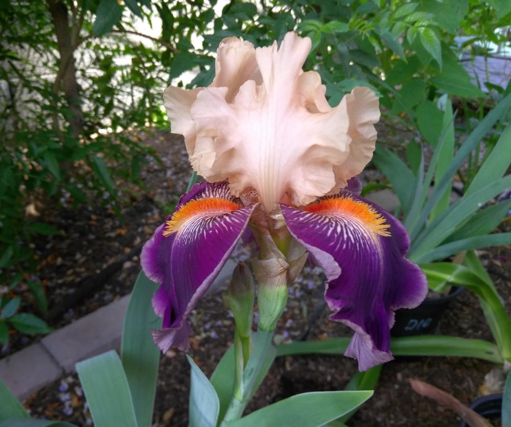 Photo of the bloom of Tall Bearded Iris (Iris 'Irresistible Charm ...