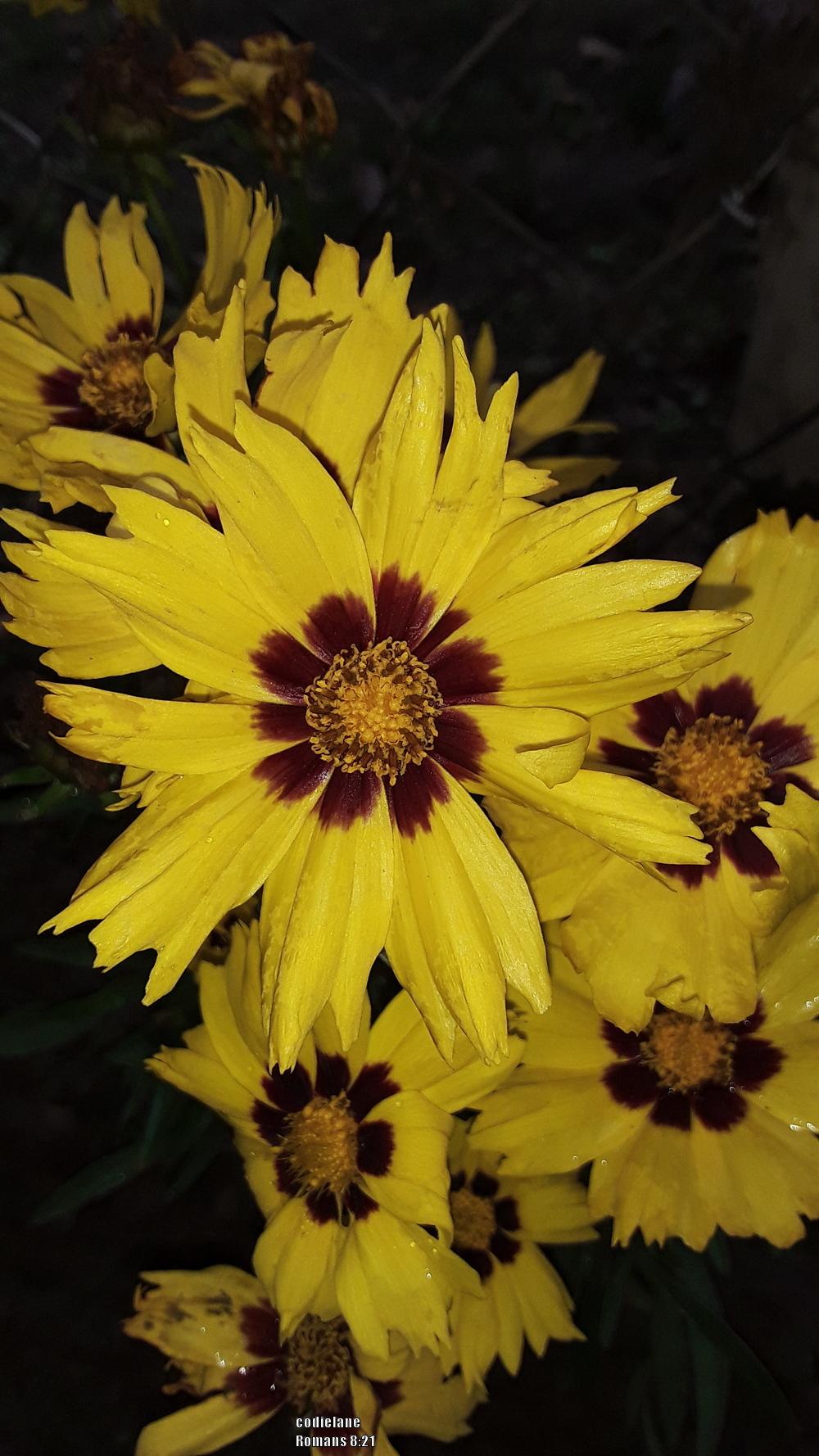 Tickseed (Coreopsis grandiflora 'Sunkiss') in the Tickseeds Database ...