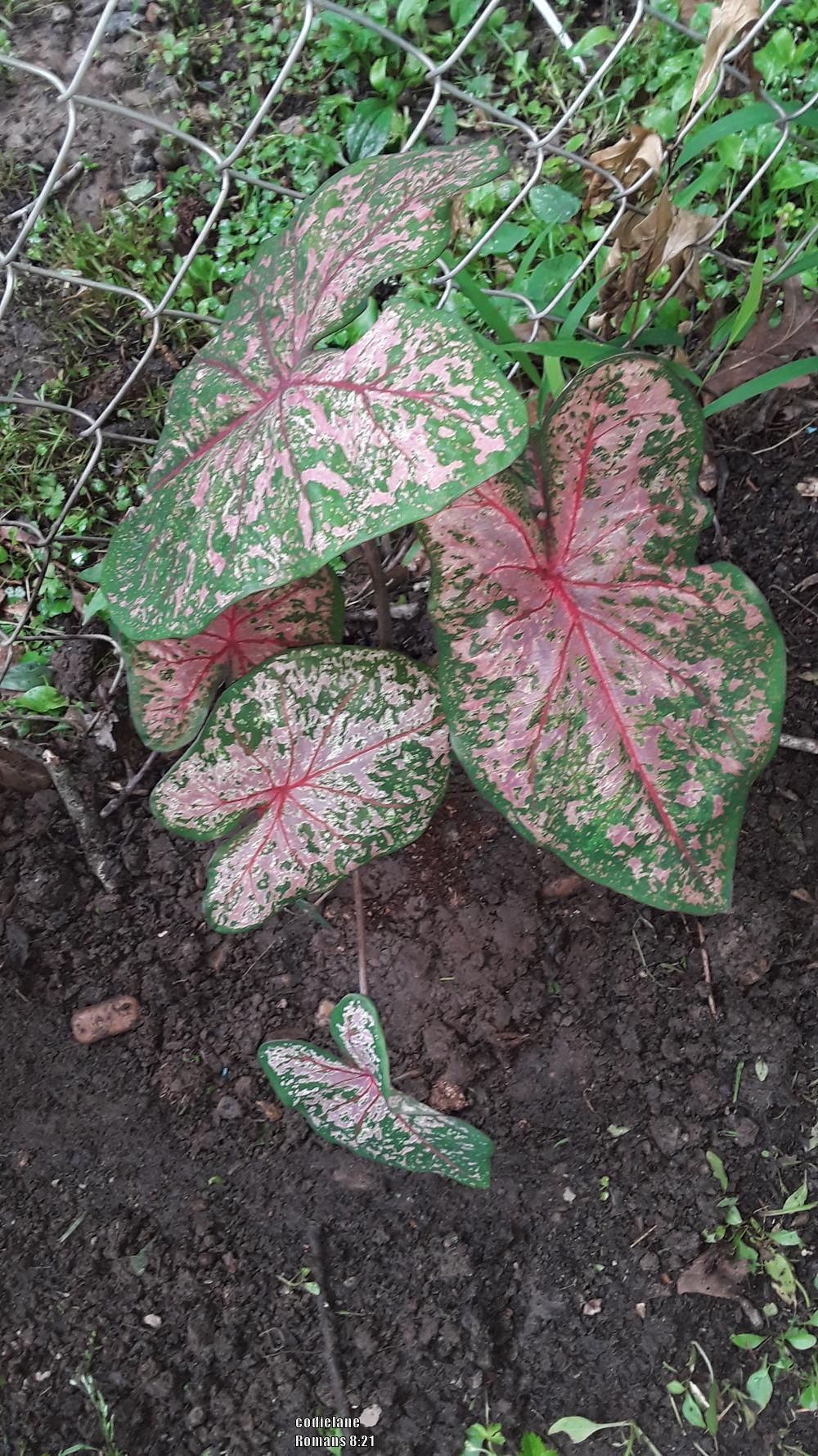 Caladiums: Plant Care and Collection of Varieties - Garden.org