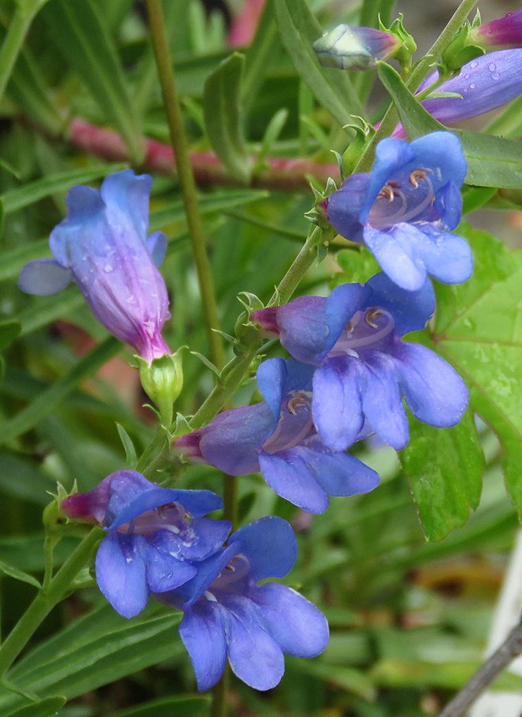Penstemons: Plant Care and Collection of Varieties - Garden.org