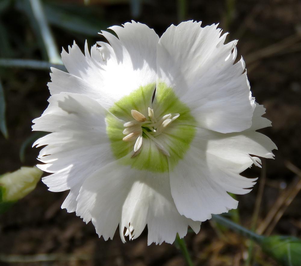 Cottage Pink (Dianthus 'Charles Musgrave') in the Dianthus Database ...