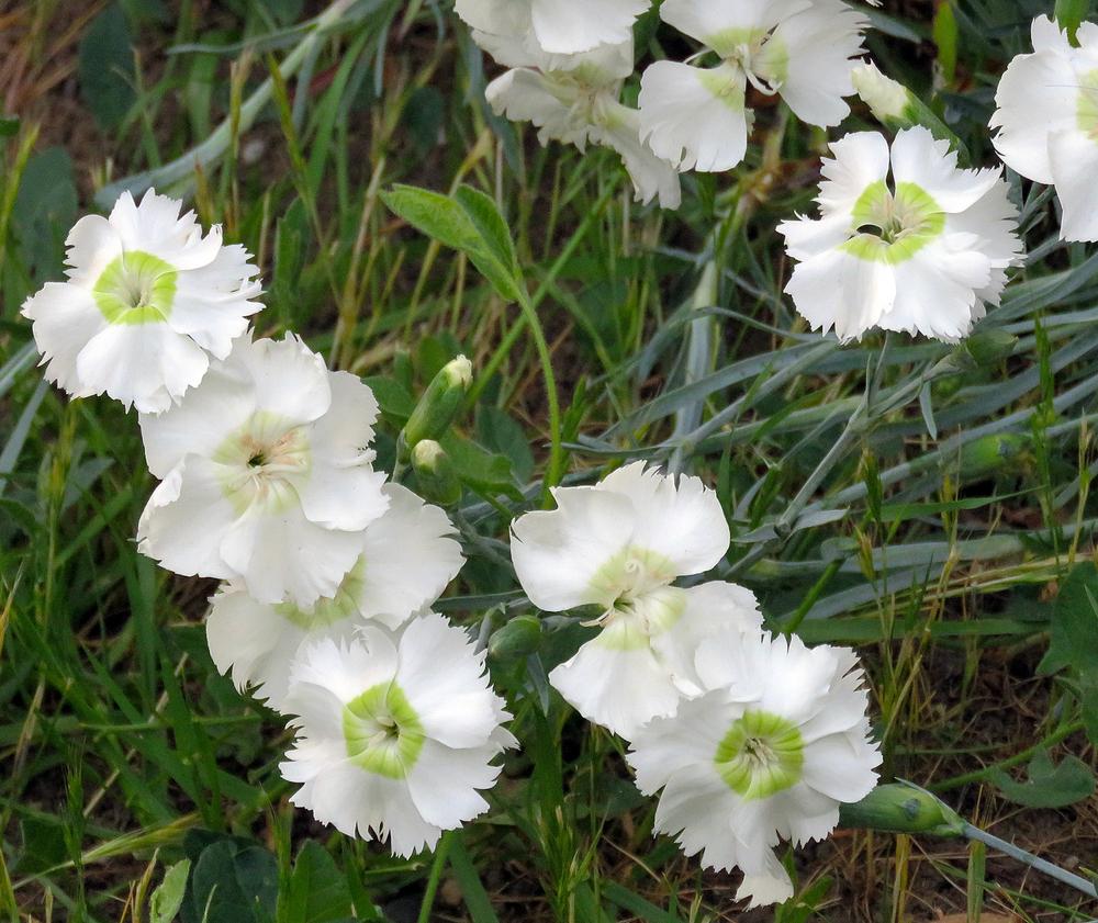 Dianthus: Plant Care and Collection of Varieties - Garden.org