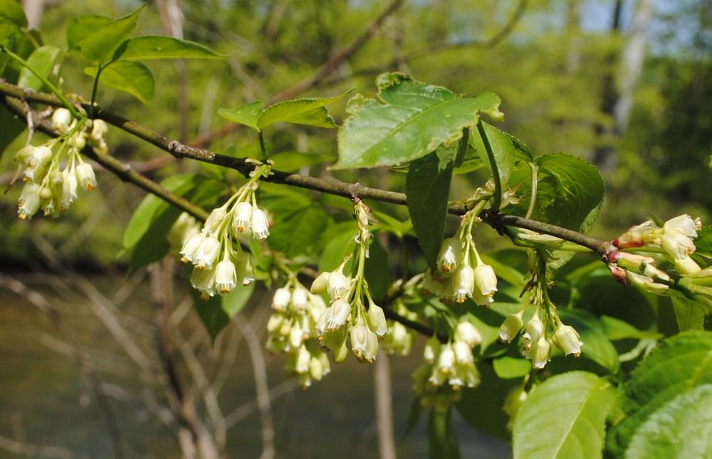 Bladdernut (Staphylea trifolia) - Garden.org
