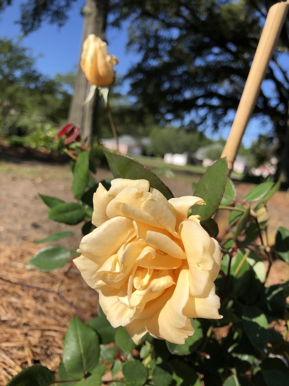 Photo of the bloom of Rose (Rosa 'Lady Hillingdon') posted by ...