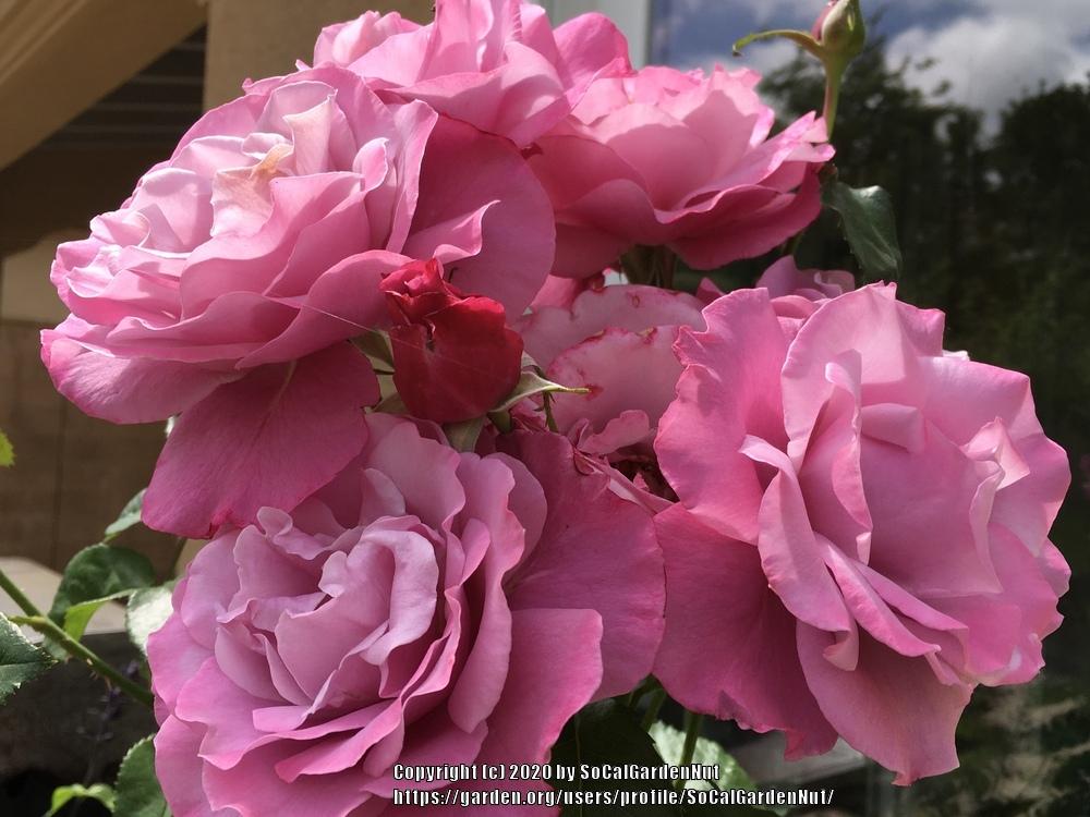Roses: Plant Care and Collection of Varieties - Garden.org