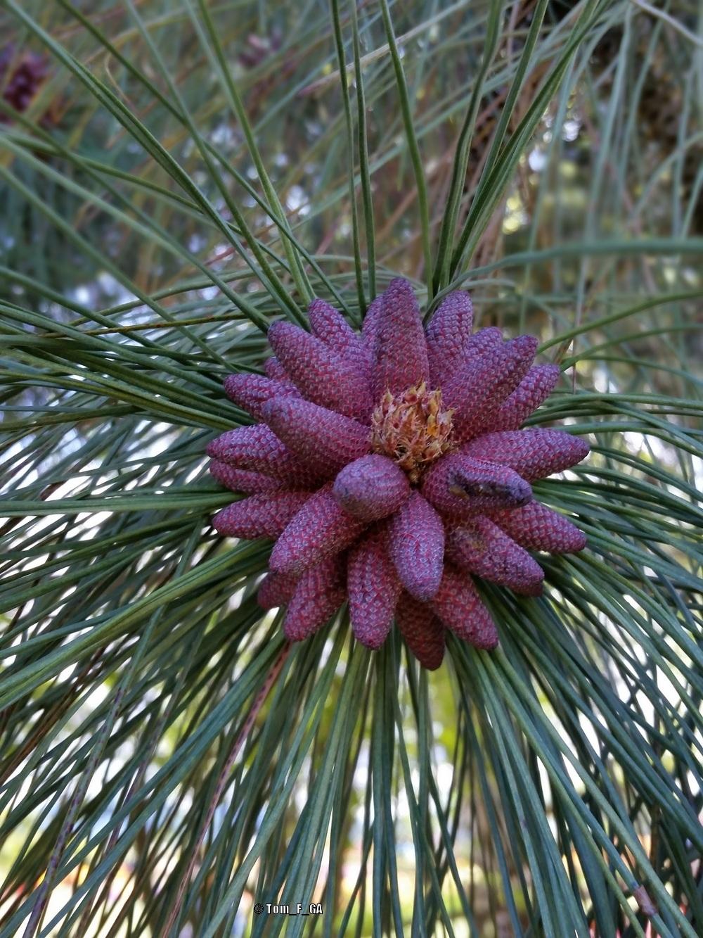 Slash Pine