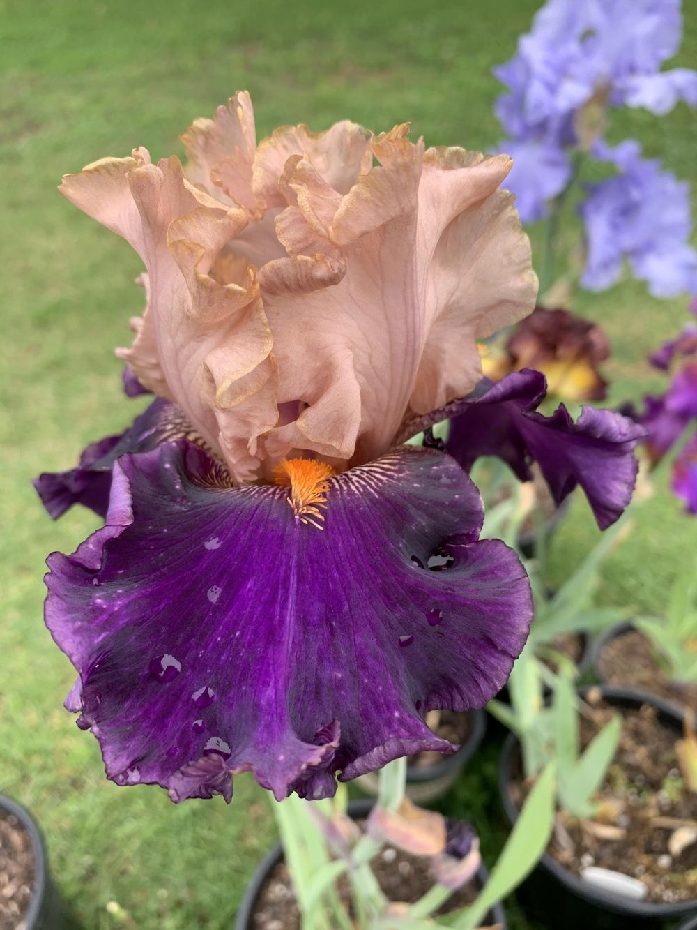 Tall Bearded Iris (Iris 'Petalpalooza') in the Irises Database - Garden.org