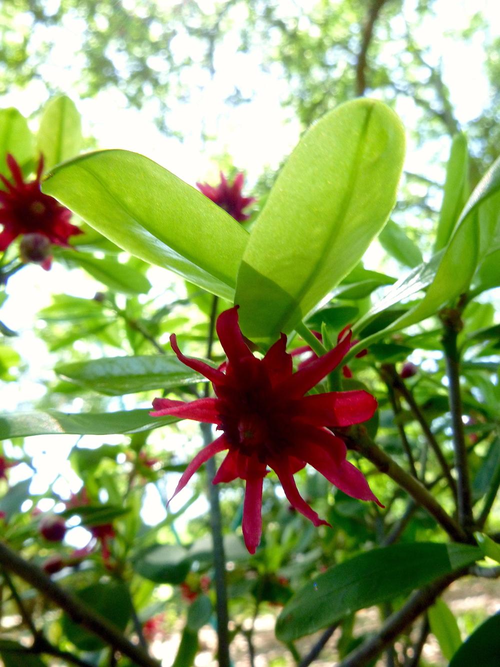 Florida Anise (Illicium floridanum 'Red Dwarf') - Garden.org